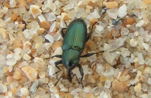 Réf. 1500 — INSECTA > Coleoptera > Curculionidae > Baris sp. - www ...