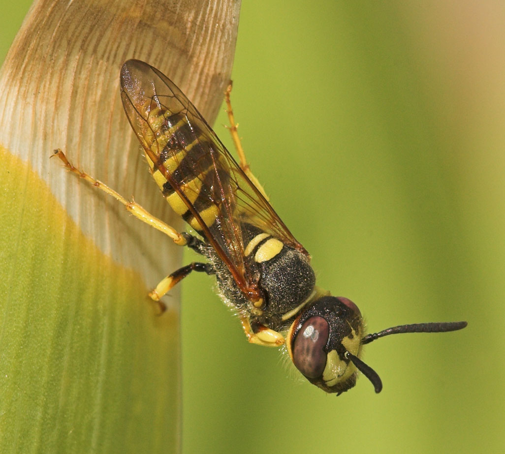 Réf. 10354 — INSECTA > Hymenoptera > Philanthidae > Philanthus ...