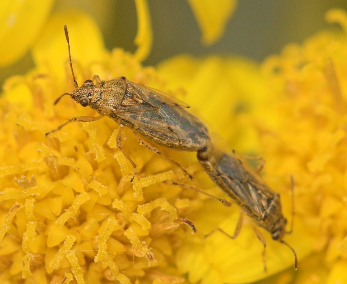 Réf. 10876 — INSECTA > Heteroptera > Lygaeidae > Nysius sp. - www ...