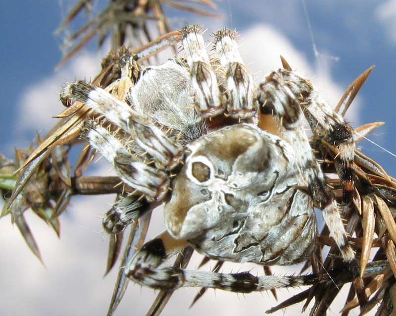 Réf. 10873 — ARACHNIDA > Araneae > Araneidae > Araneus grossus - www ...