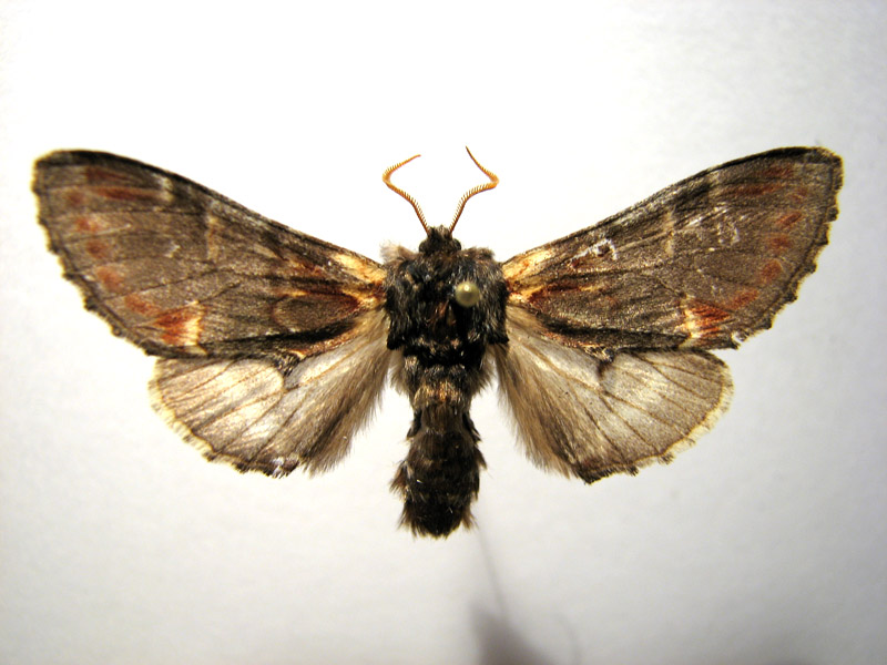 Réf. 10910 — INSECTA > Lepidoptera > Notodontidae > Notodonta ...