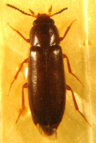 Réf. 10883 — INSECTA > Coleoptera > Melandryidae > Rushia parreyssii ...