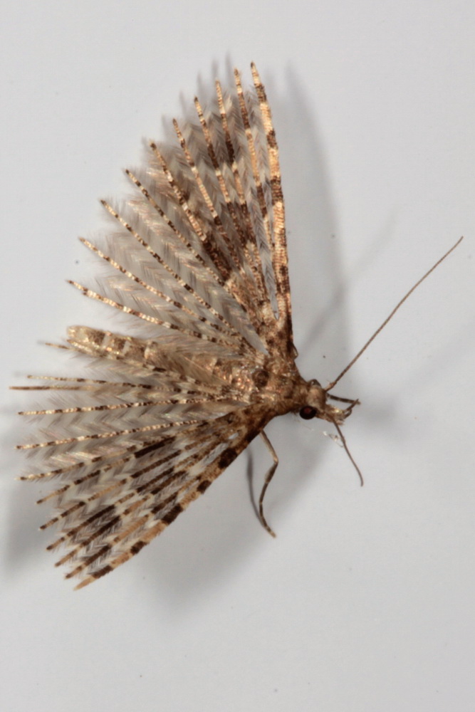 Réf. 100370 — INSECTA > Lepidoptera > Alucitidae > Alucita hexadactyla ...