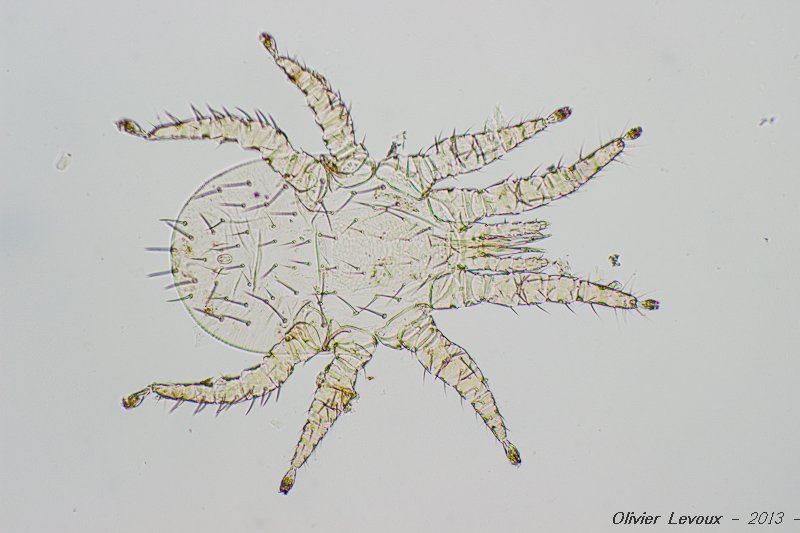Réf. 100732 — ARACHNIDA > Mesostigmata > Dermanyssidae > Inconnu ...