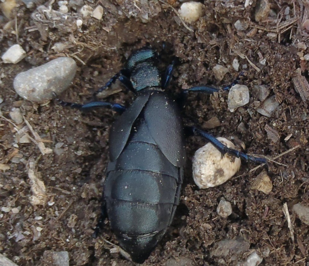 Réf. 100381 — INSECTA > Coleoptera > Meloidae > Meloe (Meloe ...