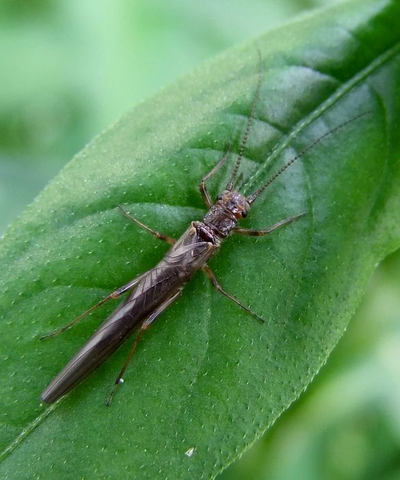 Réf. 100830 — INSECTA > Plecoptera > Leuctridae > Leuctra geniculata ...