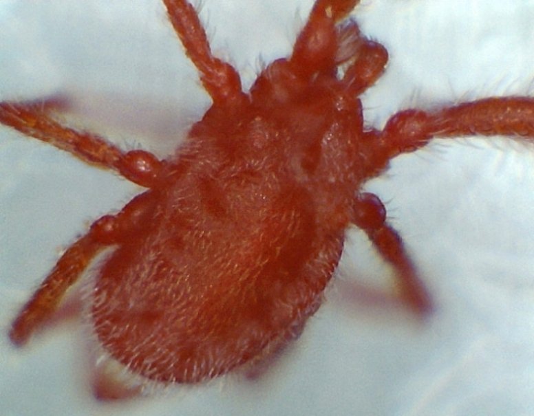 Réf. 100666 — ARACHNIDA > Prostigmata > Erythraeidae > Balaustium ...