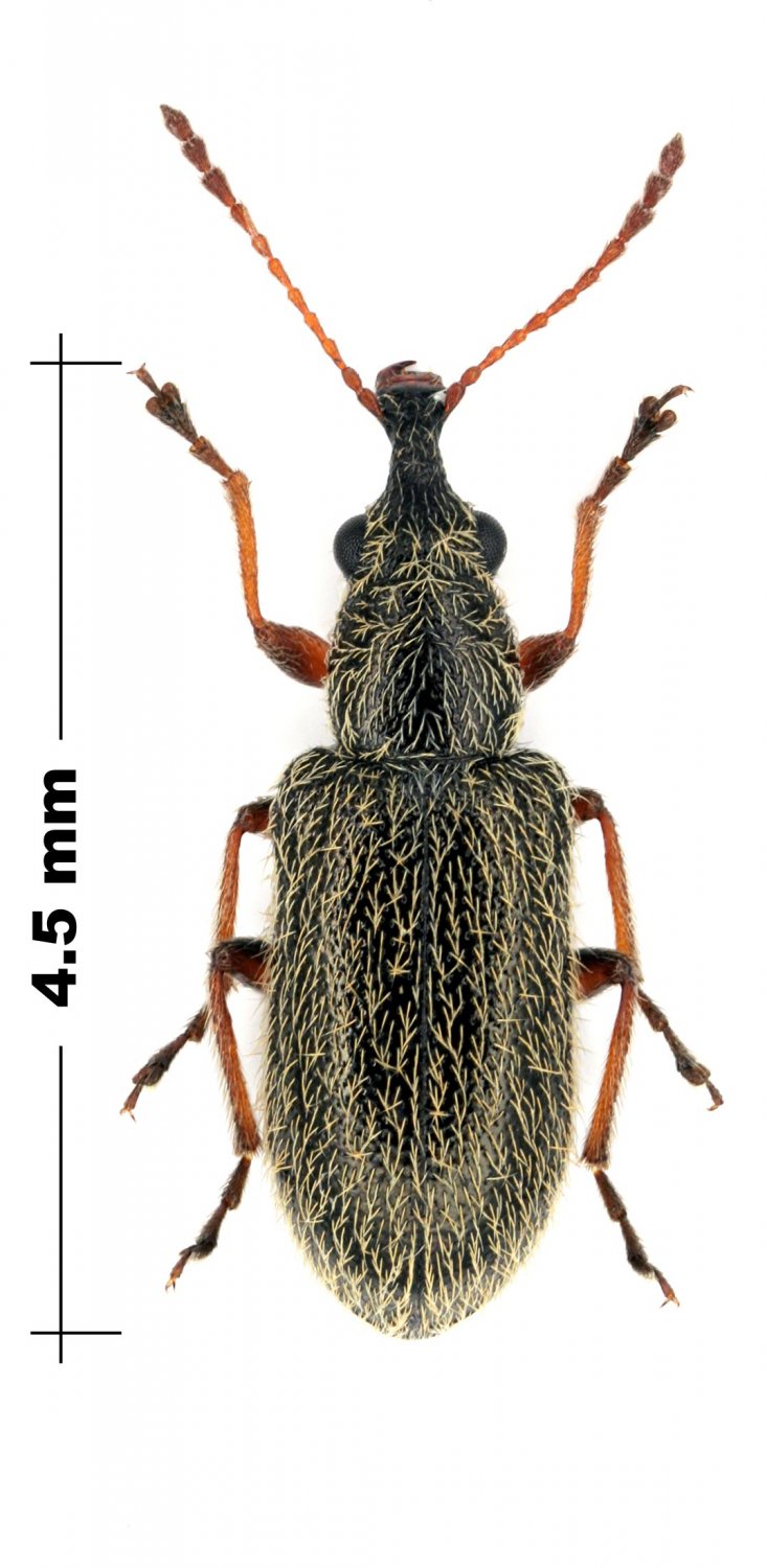 Réf. 101668 — INSECTA > Coleoptera > Nemonychidae > Cimberis ...