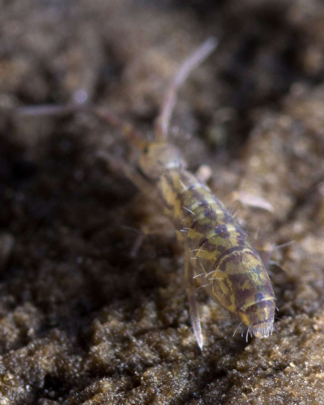 Réf. 101657 — ENTOGNATHA > Collembola > Entomobryidae > Orchesella ...