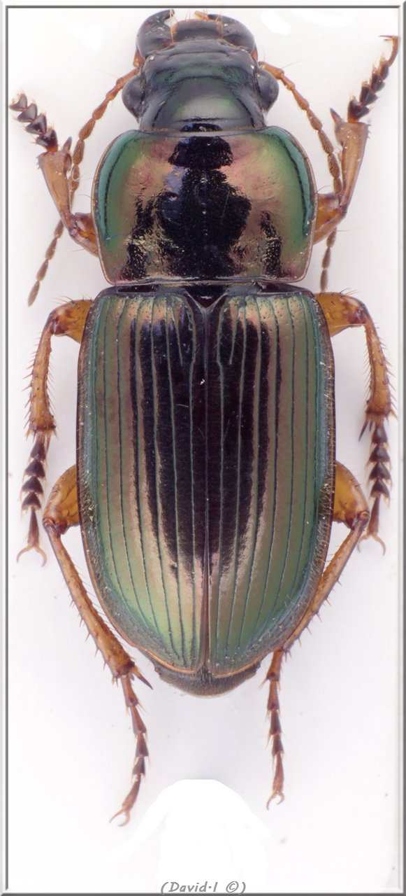 Réf. 101472 — INSECTA > Coleoptera > Carabidae > Harpalus (Harpalus ...