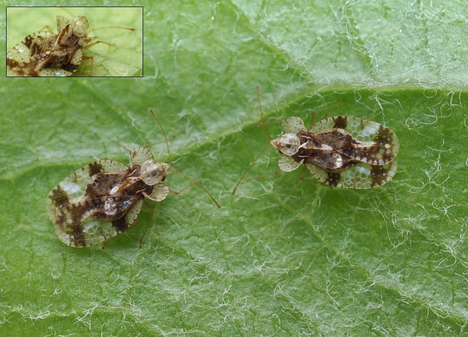 Réf. 101294 — INSECTA > Heteroptera > Tingidae > Stephanitis ...