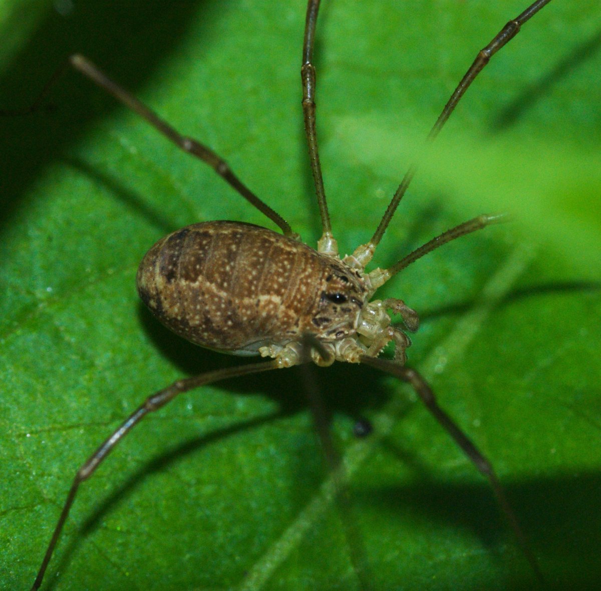 Réf. 102652 — ARACHNIDA > Opiliones > Phalangiidae > Rilaena ...