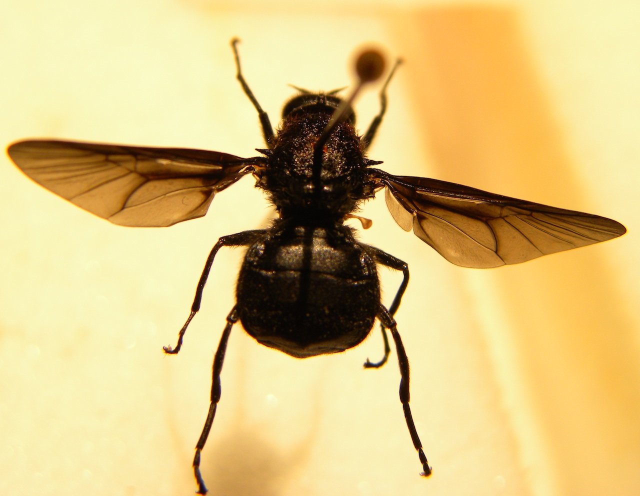 Réf. 102305 — INSECTA > Diptera > Stratiomyidae > Clitellaria ephippium ...