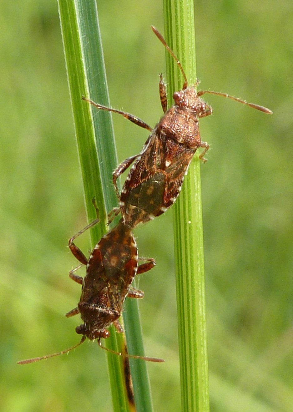 Rhopalus (Rhopalus) conspersus (Insecta, Heteroptera, Rhopalidae) - www ...