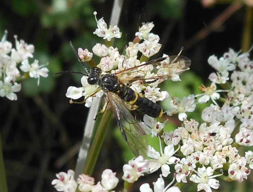 Réf. 102084 — INSECTA > Hymenoptera > Tenthredinidae > Tenthredo ...
