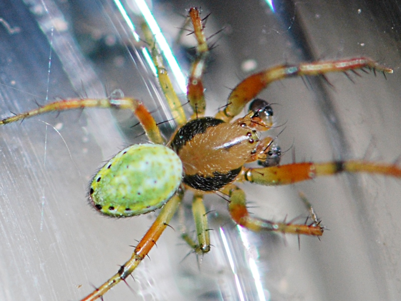 Réf. 103484 — ARACHNIDA > Araneae > Araneidae > Araniella opisthographa ...