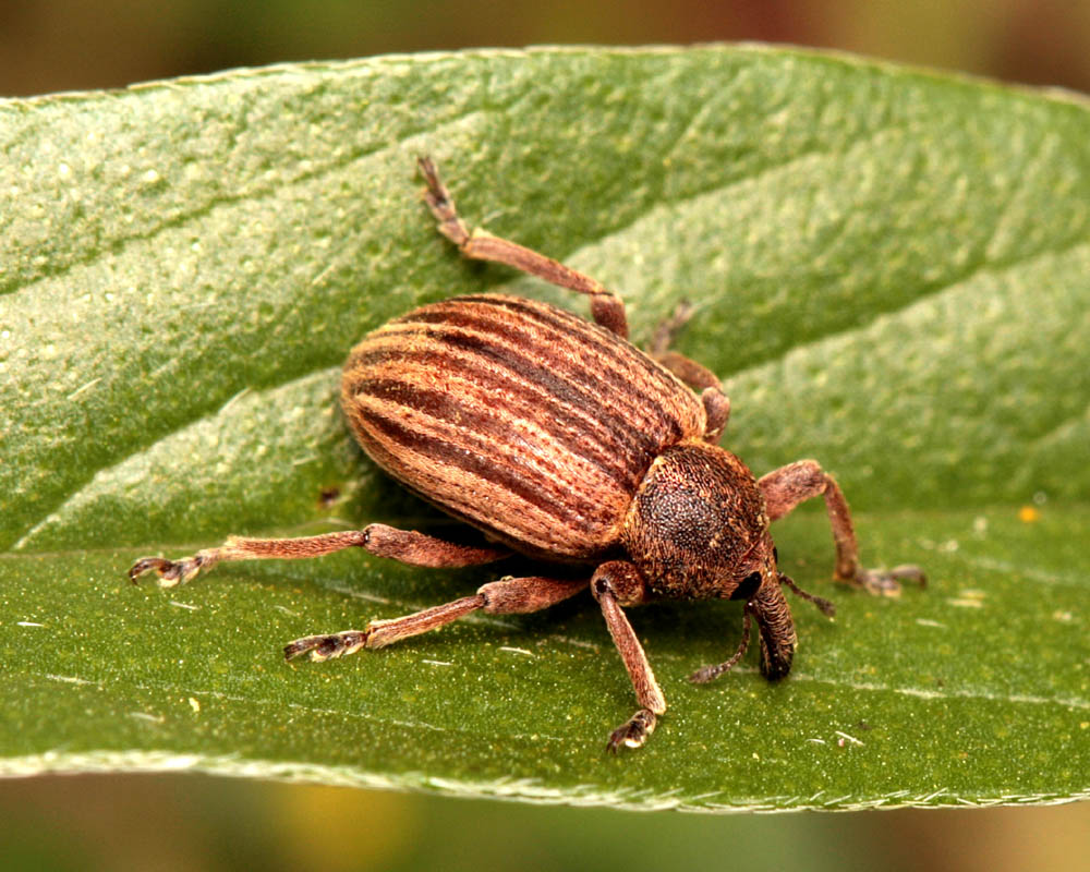 Réf. 103347 — INSECTA > Coleoptera > Curculionidae > Hypera (Dapalinus ...