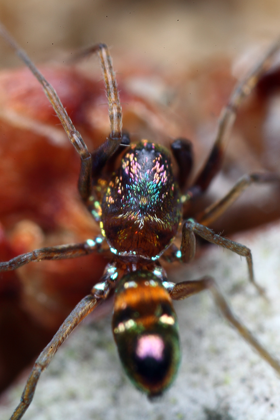 Réf. 103108 — ARACHNIDA > Araneae > Gnaphosidae > Micaria dives - www ...