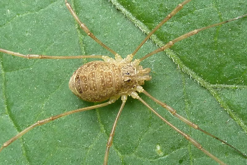 Réf. 103389 — ARACHNIDA > Opiliones > Phalangiidae > Rilaena ...