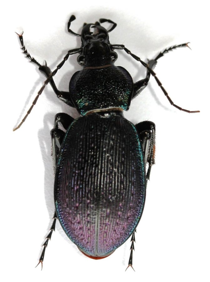 Réf. 103498 — INSECTA > Coleoptera > Carabidae > Carabus ...