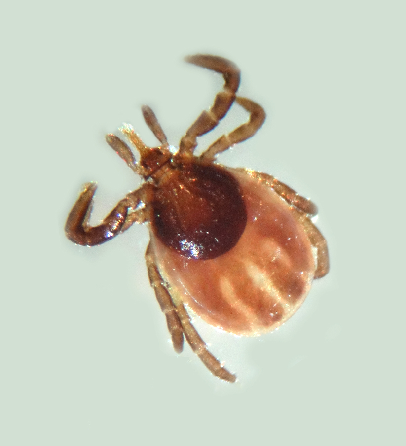 Ixodes sp. (Arachnida, Ixodida, Ixodidae) - www.galerie-insecte.org