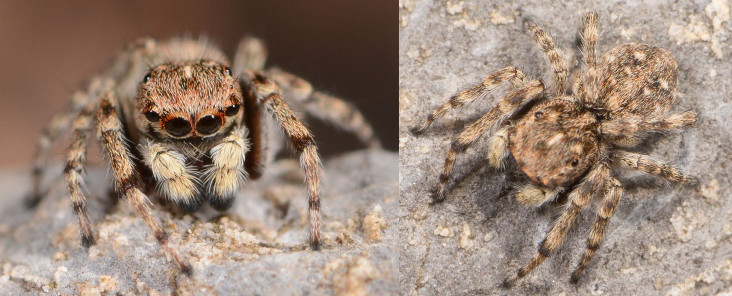 Réf. 105900 — ARACHNIDA > Araneae > Salticidae > Attulus distinguendus ...