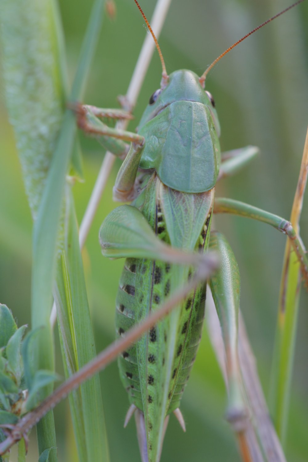 Réf. 105011 — INSECTA > Orthoptera > Tettigoniidae > Decticus ...