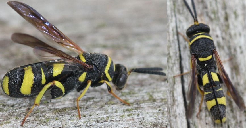 Réf. 105915 — INSECTA > Hymenoptera > Leucospidae > Leucospis dorsigera ...
