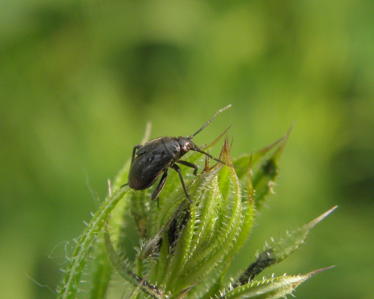 Réf. 105368 — INSECTA > Heteroptera > Miridae > Polymerus (Polymerus ...