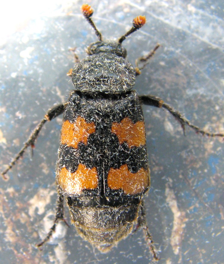 Réf. 106922 — INSECTA > Coleoptera > Silphidae > Nicrophorus ...