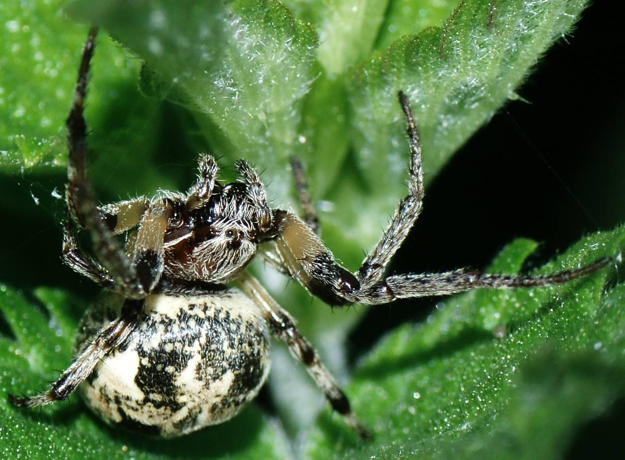 Réf. 107543 — ARACHNIDA > Araneae > Araneidae > Larinioides cornutus ...