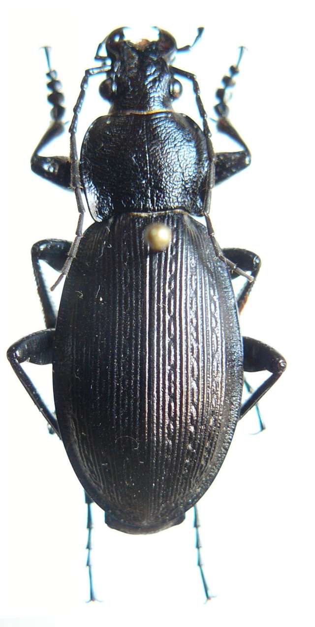 Réf. 107611 — INSECTA > Coleoptera > Carabidae > Carabus (Morphocarabus ...