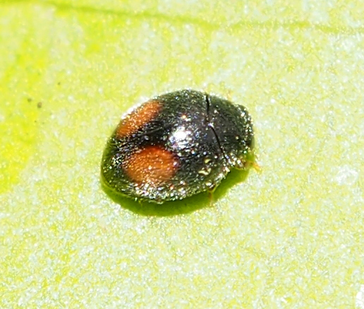 Réf. 107471 — INSECTA > Coleoptera > Coccinellidae > Scymnus (Nephus ...