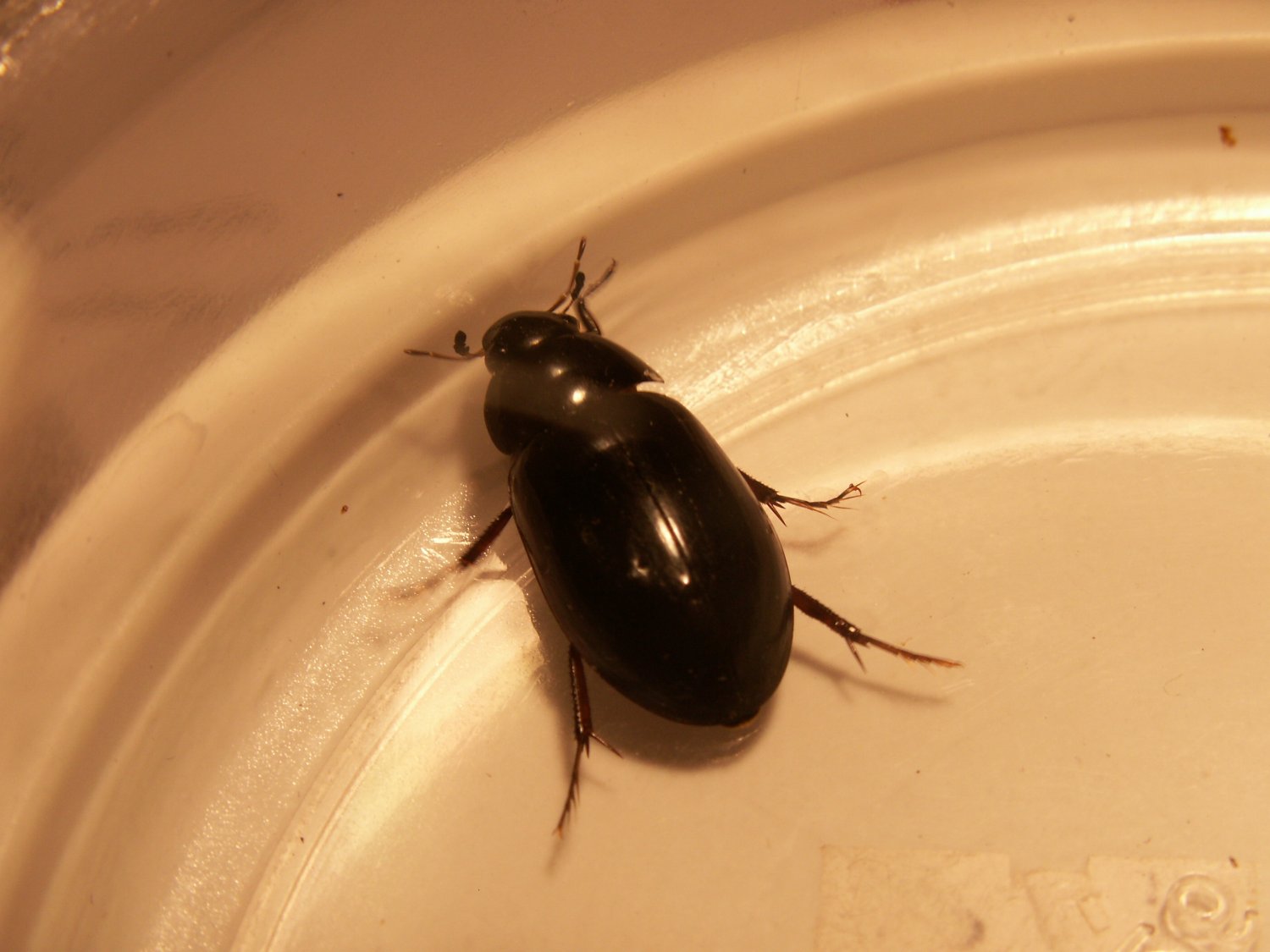 Réf. 107632 — INSECTA > Coleoptera > Hydrophilidae > Hydrochara ...