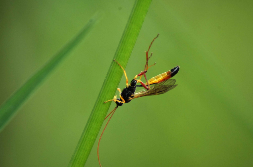 Réf. 107770 — INSECTA > Hymenoptera > Ichneumonidae > Dusona sp. - www ...