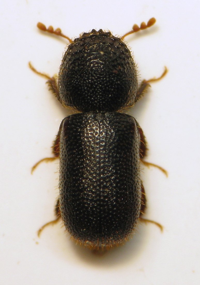 Réf. 107747 — INSECTA > Coleoptera > Bostrichidae > Dinoderus ...