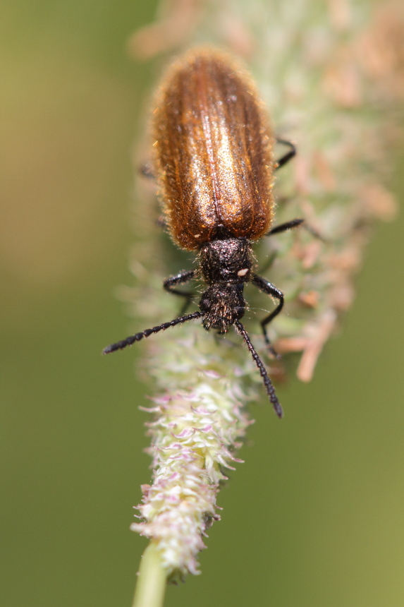 Réf. 107860 — INSECTA > Coleoptera > Tenebrionidae > Lagria (Lagria ...