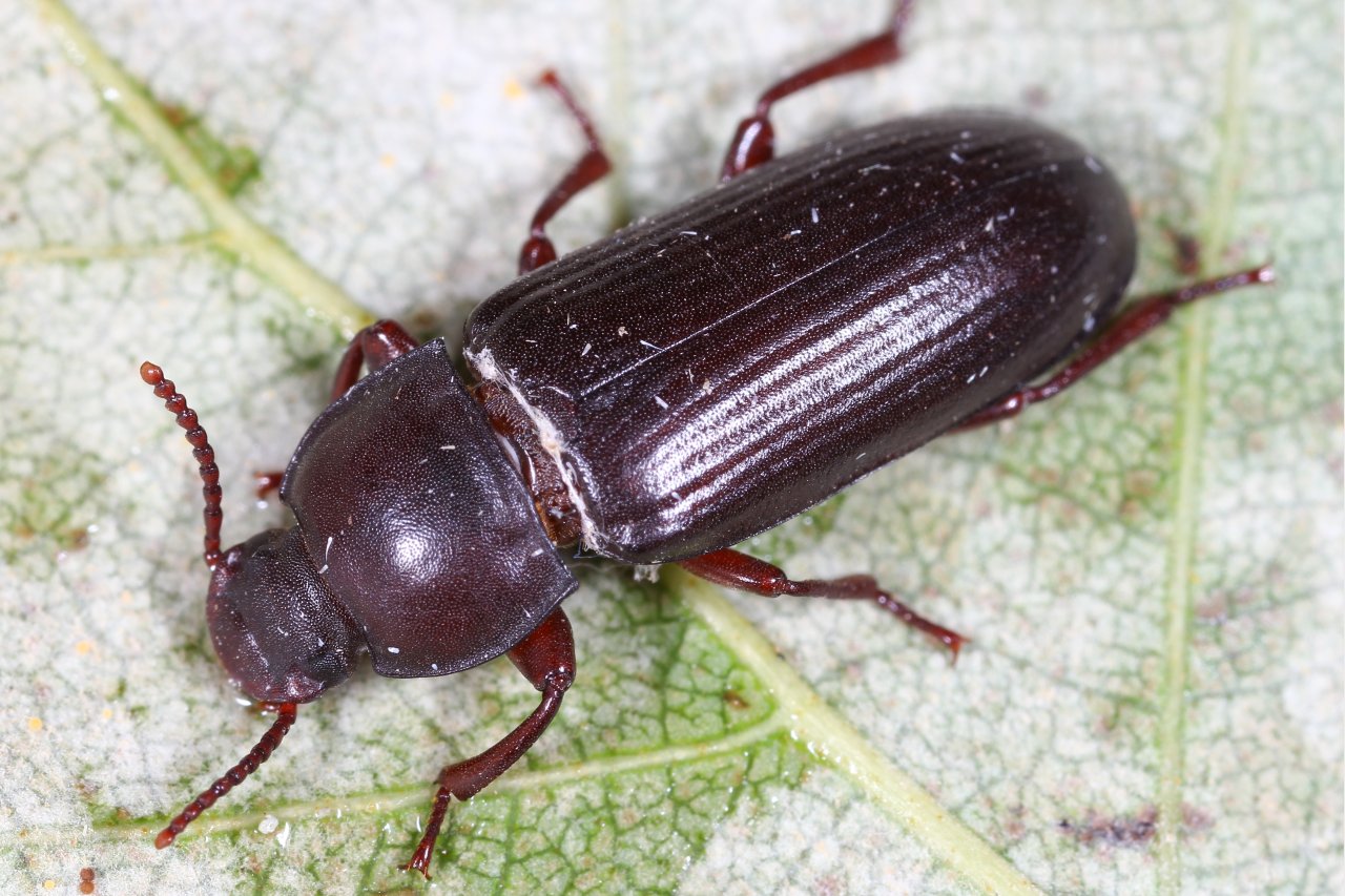 Réf. 108302 — INSECTA > Coleoptera > Tenebrionidae > Tenebrio (Tenebrio ...