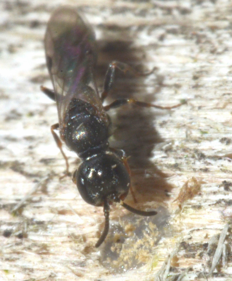 Réf. 108850 — INSECTA > Hymenoptera > Pemphredonidae > Passaloecus sp ...