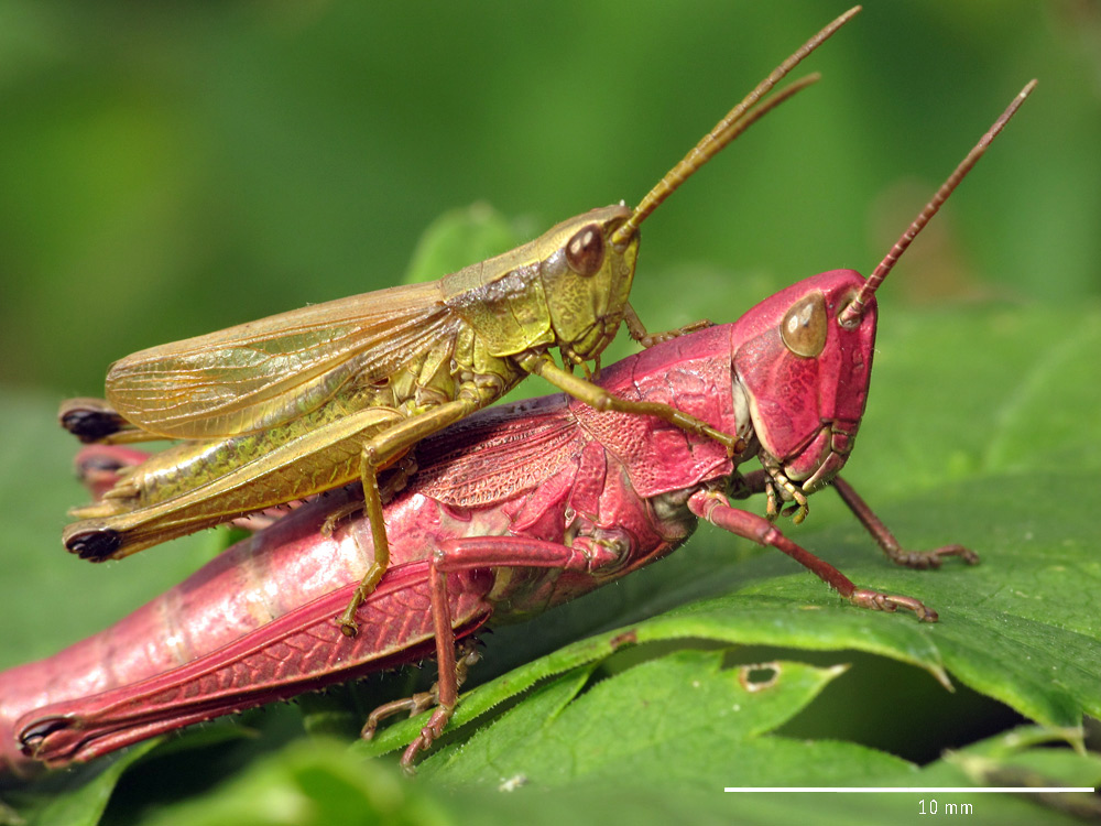 Réf. 109975 — INSECTA > Orthoptera > Acrididae > Chrysochraon dispar ...
