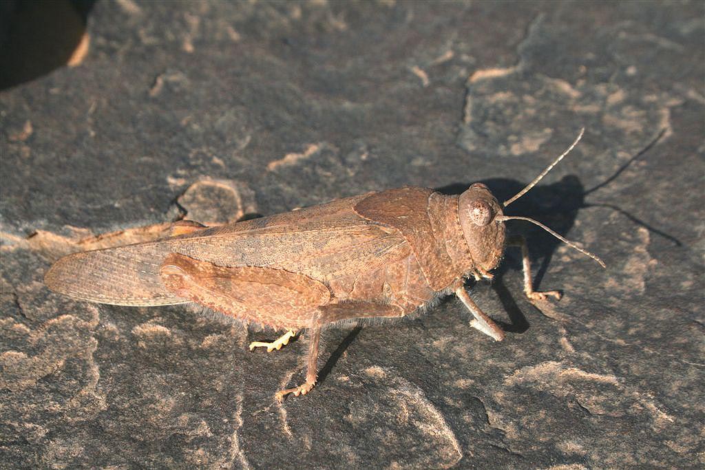 Réf. 109412 — INSECTA > Orthoptera > Pamphagidae > Tuarega insignis ...