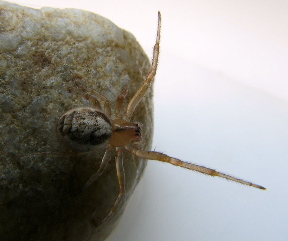 Réf. 11898 — ARACHNIDA > Araneae > Araneidae > Zygiella sp. - www ...