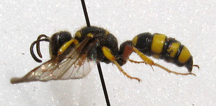 Réf. 11650 — INSECTA > Hymenoptera > Philanthidae > Cerceris rybyensis ...