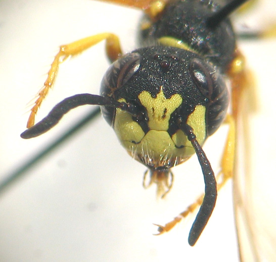 Réf. 11670 — INSECTA > Hymenoptera > Philanthidae > Philanthus ...