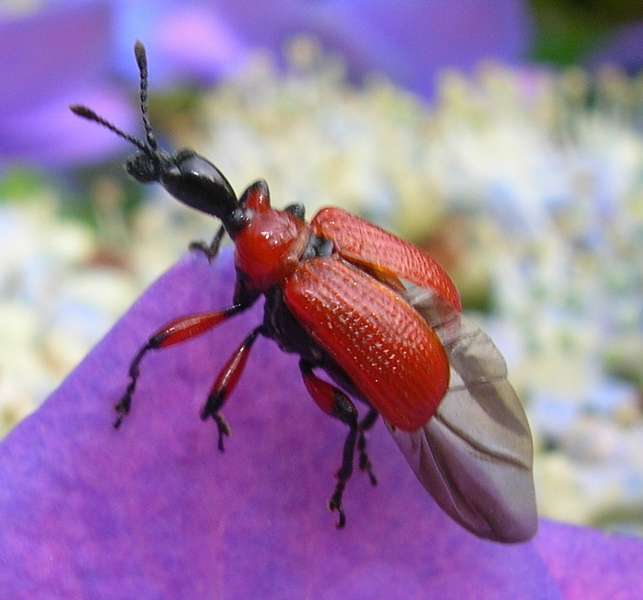 Réf. 11816 — INSECTA > Coleoptera > Attelabidae > Apoderus (Apoderus ...