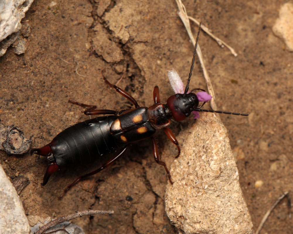 Réf. 110251 — INSECTA > Dermaptera > Forficulidae > Anechura bipunctata ...
