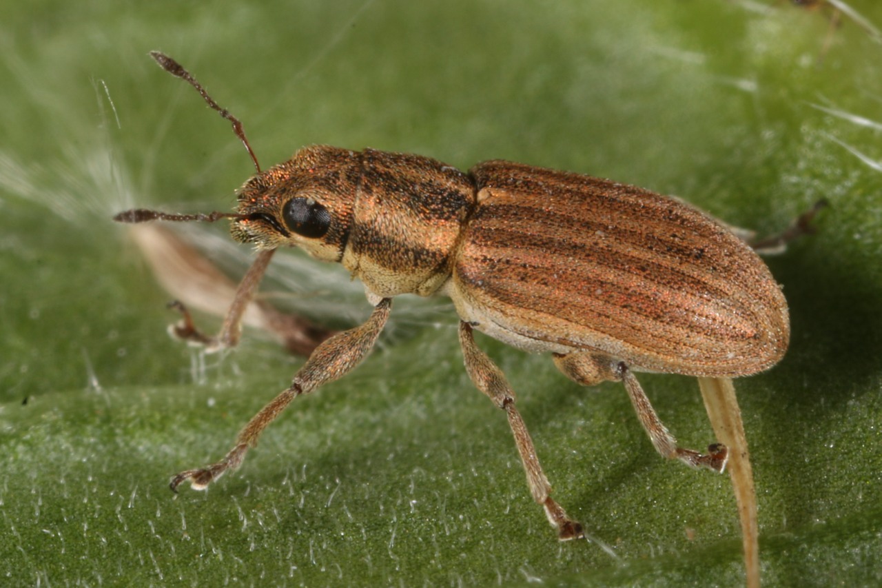 Réf. 110653 — INSECTA > Coleoptera > Curculionidae > Sitona lineatus ...