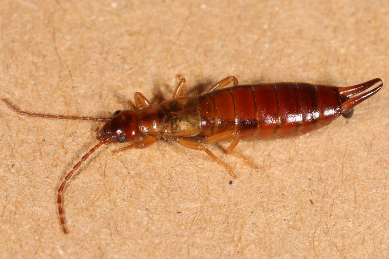 Réf. 110352 — INSECTA > Dermaptera > Forficulidae > Apterygida media ...