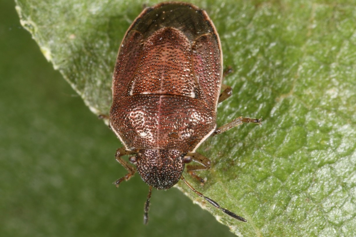 Réf. 110560 — INSECTA > Heteroptera > Pentatomidae > Neottiglossa ...