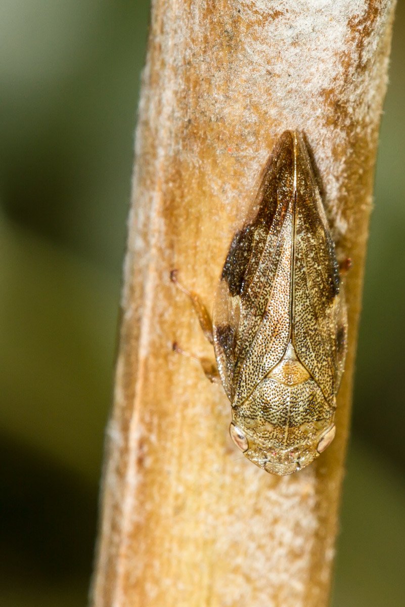 Réf. 110121 — INSECTA > Homoptera > Aphrophoridae > Aphrophora alni ...